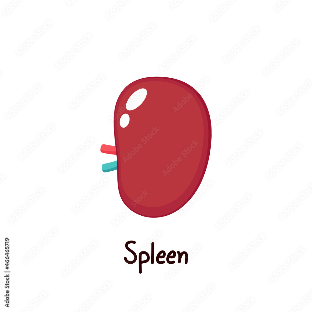 Spleen icon. Human spleen isolated on white background vector. Human ...