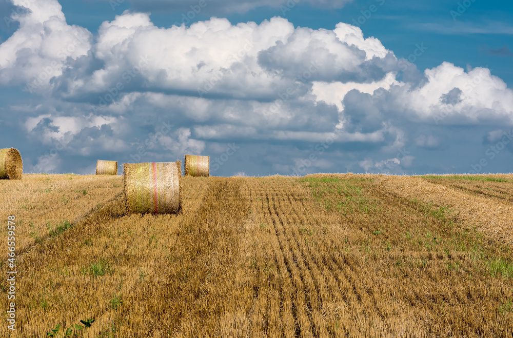 Hay Roles and mowed wheat plantations with a blue sky in summer at the ...