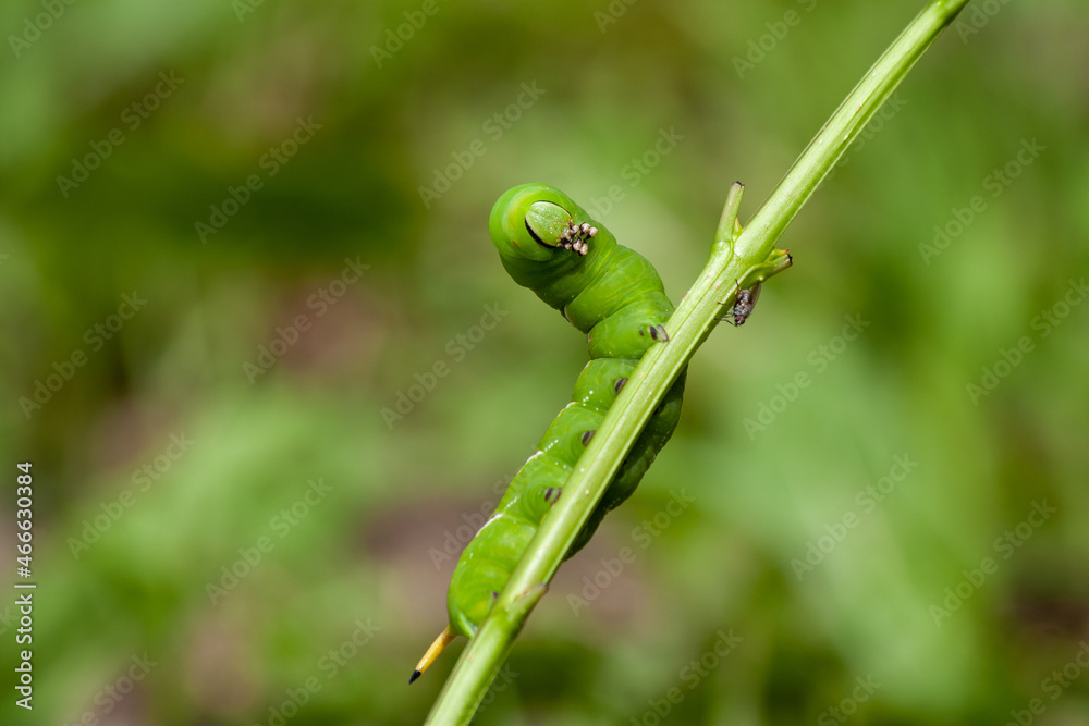zawisak tawulec sphinx ligustri a spacies of nocturnal butterfly Stock ...