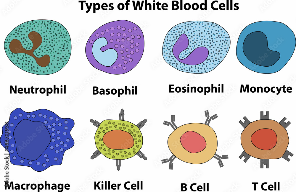 types of white blood cells Stock Vector | Adobe Stock