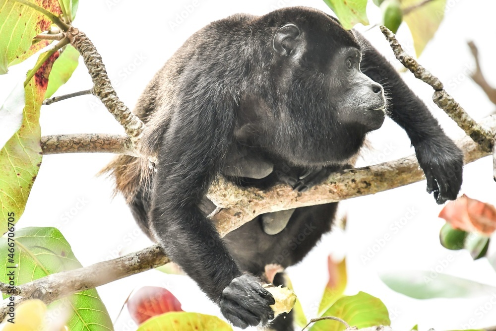capuchin monkey primate , in Arenal Volcano area costa rica central ...
