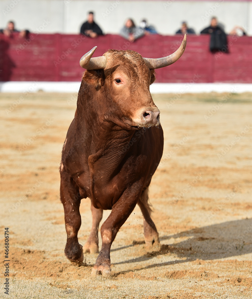 Foto de Stock un poderoso toro español en una plaza de toros durante un ...