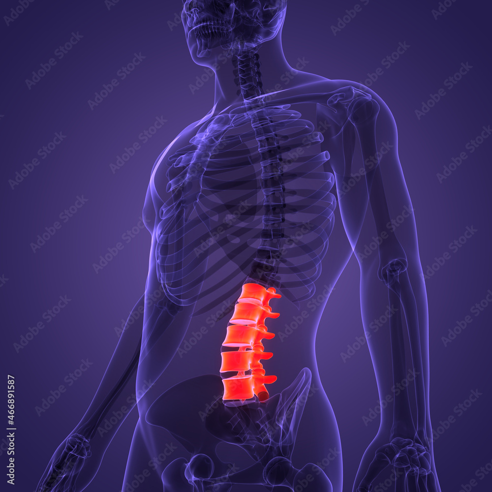 Spinal Cord Vertebral Column Lumbar Vertebrae of Human Skeleton System ...