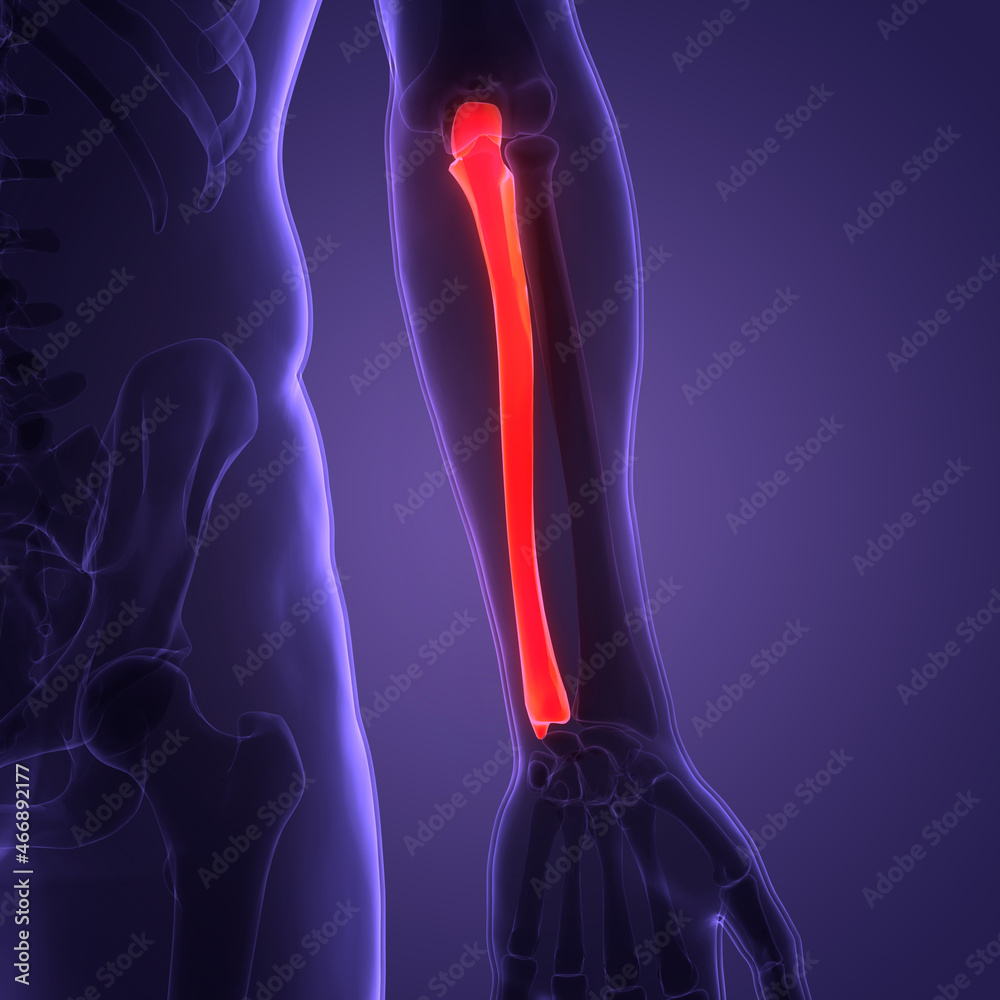Human Skeleton System Ulna Bone Joints Anatomy Stock Illustration ...