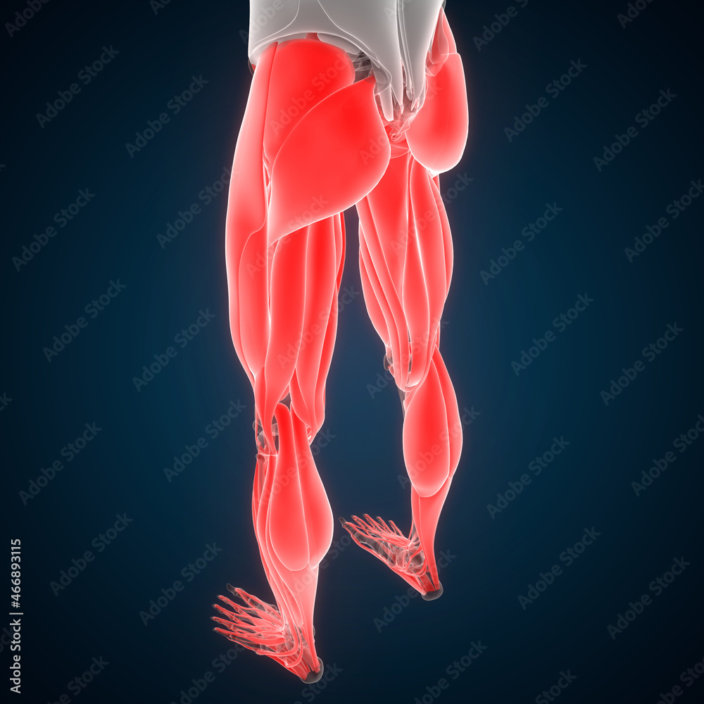 Human Body Muscular System Leg Muscles Anatomy Stock Illustration ...
