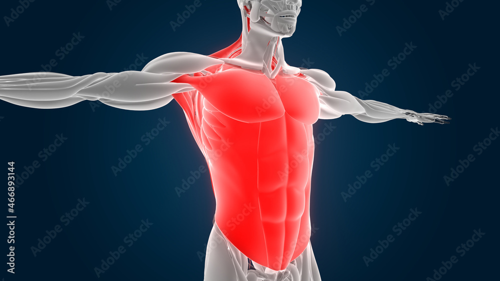 Human Muscular System Torso Muscles Anatomy Stock Illustration | Adobe ...