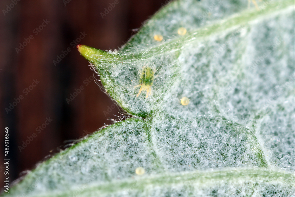Tetranychus urticae Tetranychidae (red spider mite or two-spotted ...