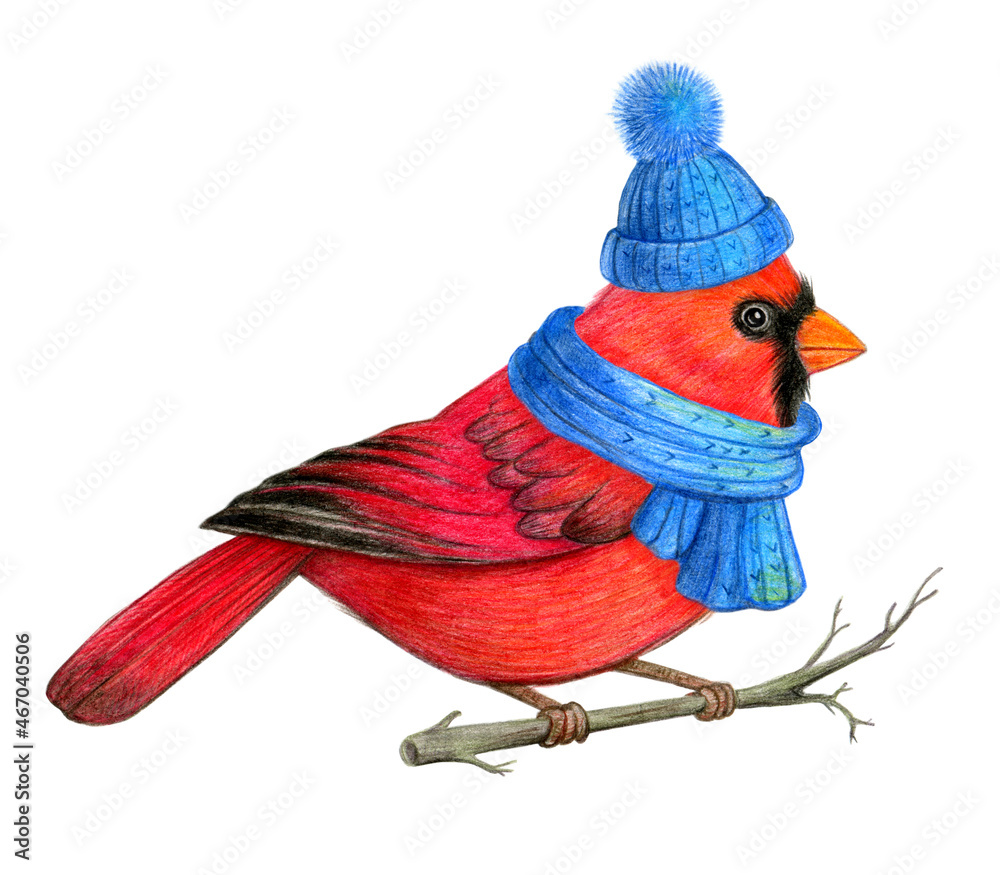 winter bird drawing