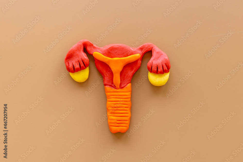Uterus of female reproductive system. Anatomical model top view Stock ...