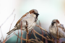 Sparrow Free Stock Photo - Public Domain Pictures