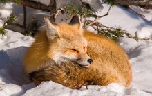Red Fox Sleeping In Snow Free Stock Photo - Public Domain Pictures