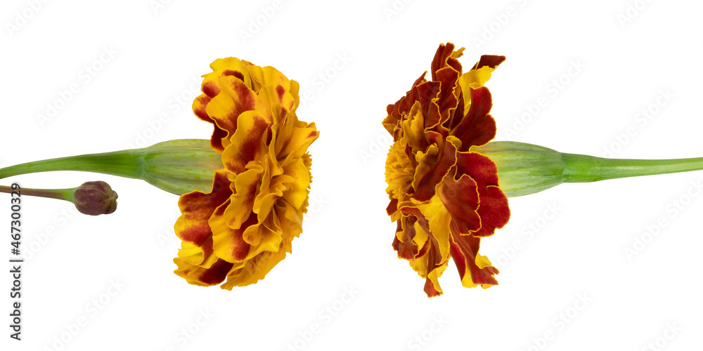 Two Marigold flower close-up on a white background. Side view. Full ...
