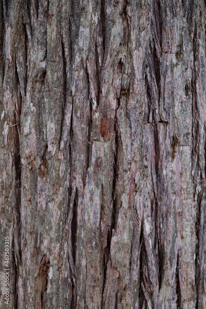 swamp cypress tree bark texture Stock Photo | Adobe Stock