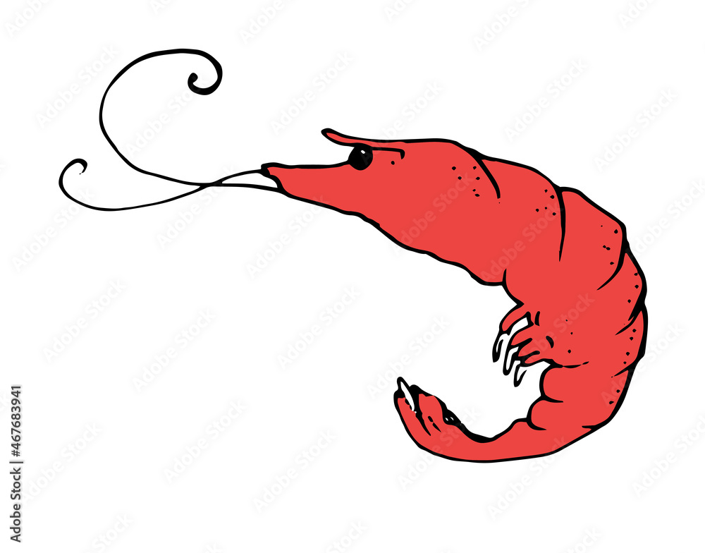 Стоковое векторное изображение «red shrimp drawing. painted marine ...