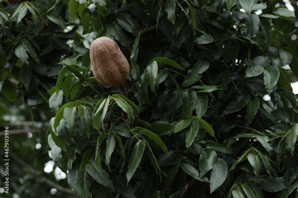 Brown mahogany fruit and green leaf background.Swietenia macrophylla ...