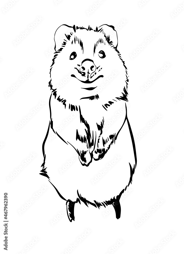 Cute baby quokka illustration, Smiling quokka, australian animal ...