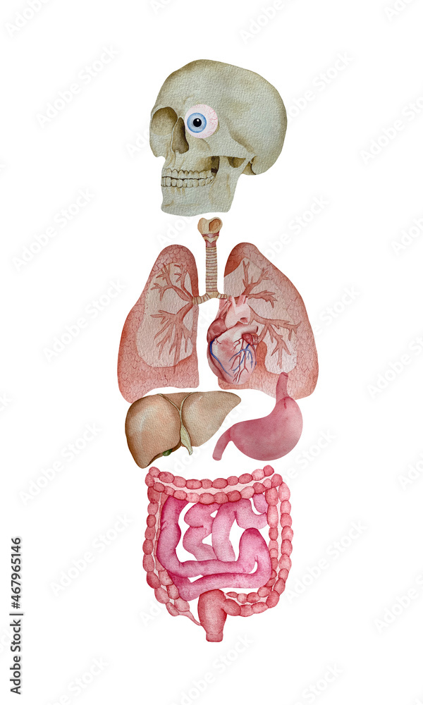 Watercolor human internal organs diagram and parts: liver, heart, lung ...