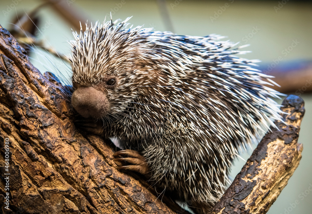Prehensile Tailed porcupine (Porcupine Coendou prehensilis) on a tree ...