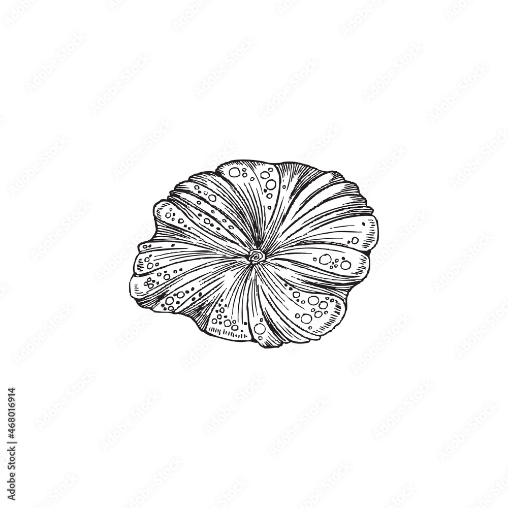 Sea sponge engraved sketch vector illustration isolated on white ...