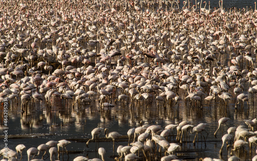 Flamant nain,. Phoeniconaias minor, Lesser Flamingo, Nids, Parc ...