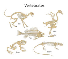 Animal Skeleton Free Stock Photo - Public Domain Pictures