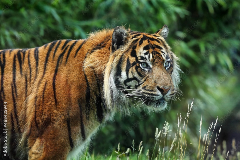 Sumatran tiger, Burgers Zoo, Netherlands Stock Photo | Adobe Stock