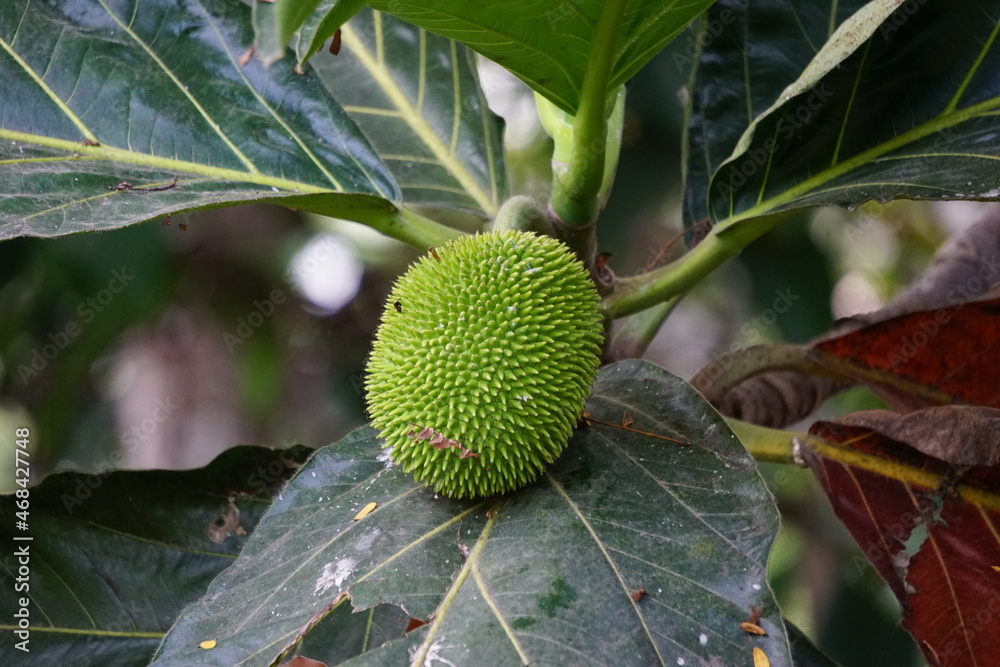 Artocarpus camansi (Also breadnut, Moraceae, breadfruit, Artocarpus ...