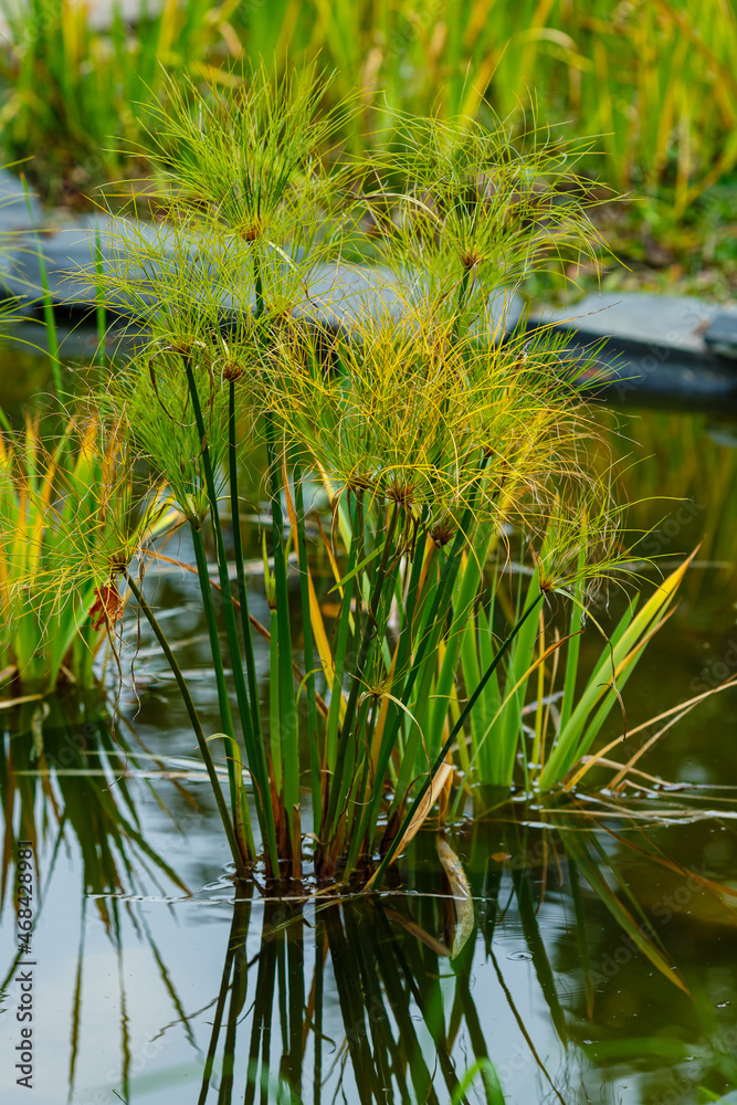 Dense stand of papyrus (binomial name: Cyperus papyrus), also known as ...