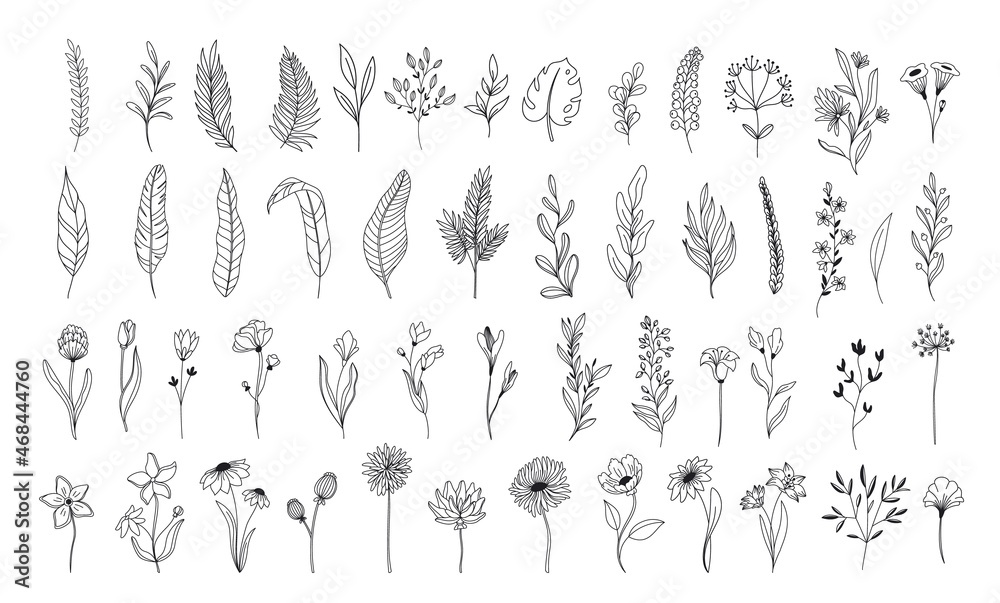 Line art floral elements. Outline foliage natural leaves herbs. Set ...