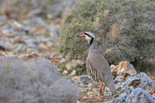 Chukar Bird In Brown Grass Free Stock Photo - Public Domain Pictures