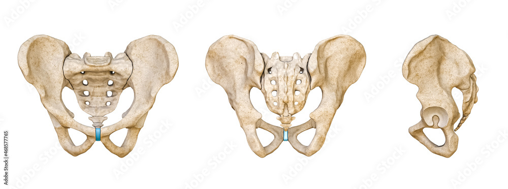 Male Human pelvis and sacrum bones posterior, anterior and lateral ...