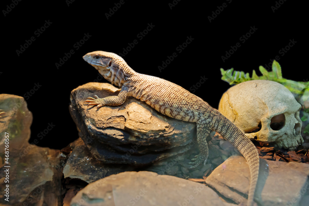 Bosc’s Monitor, Savannah Monitor. This is a giant lizard, common only ...