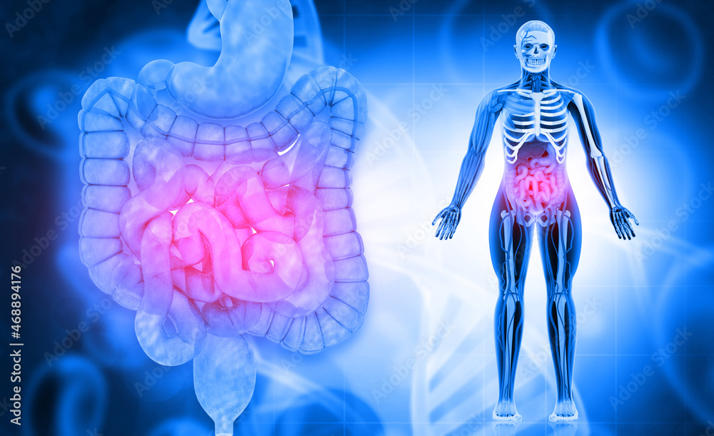 Anatomy of human body with digestive system Stock Illustration | Adobe ...
