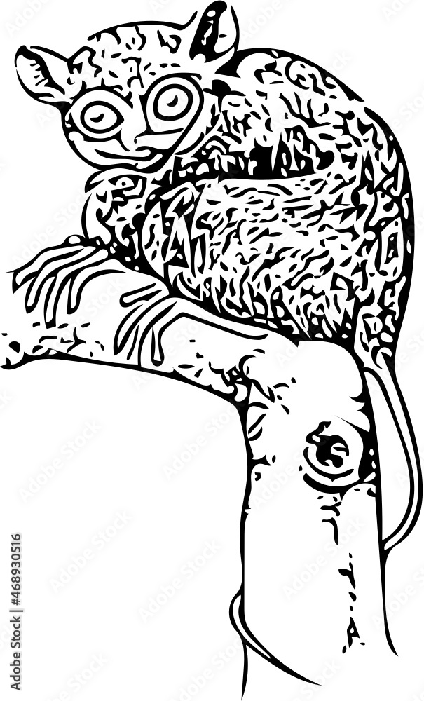 Tarsius vector illustration in black and white Stock Vector | Adobe Stock