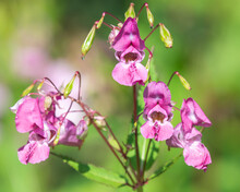 River Bank Himalayan Balsam Free Stock Photo - Public Domain Pictures