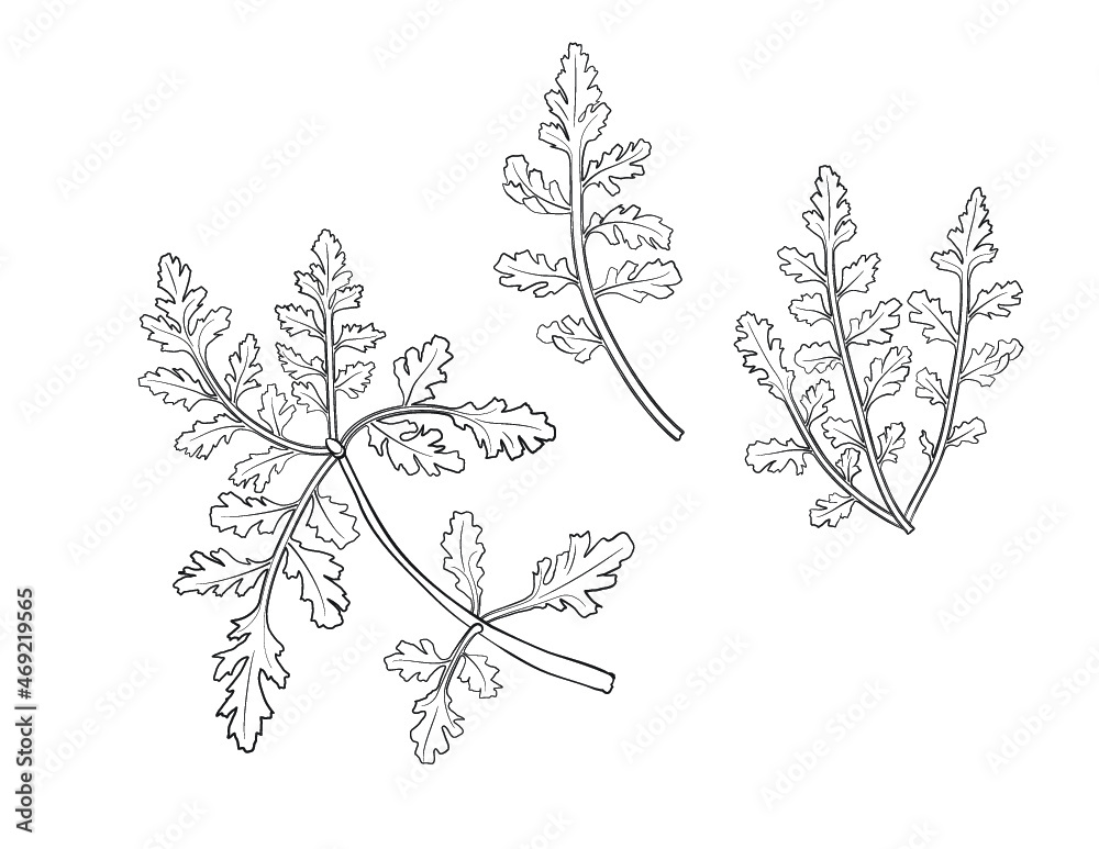 Tanekaha of New Zealand Vector Line Art Black and White Illustration ...