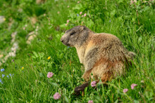 Marmot Spring Flowers Free Stock Photo - Public Domain Pictures