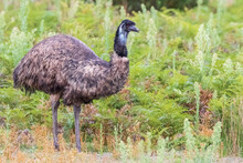 Emu Bird Free Stock Photo - Public Domain Pictures