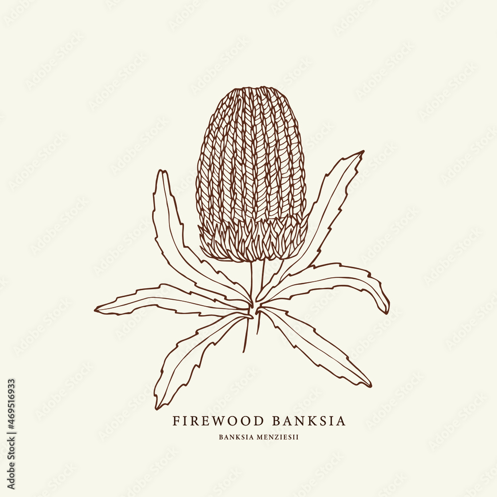 Hand drawn banksia illustration. Sketch Australian native flower Stock ...