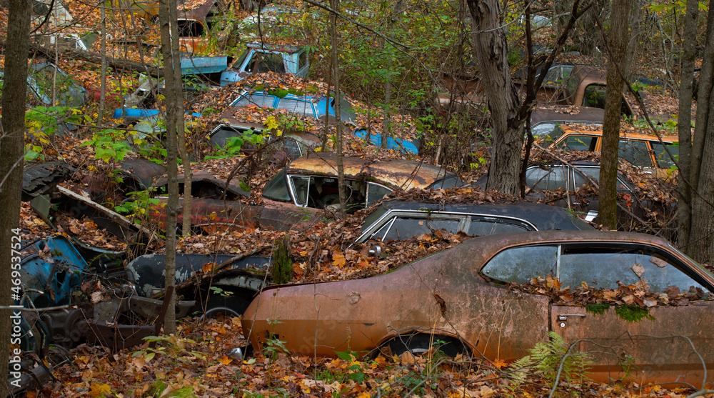Photo Stock old rusty cars rotting in woods or forest amongst trees in ...