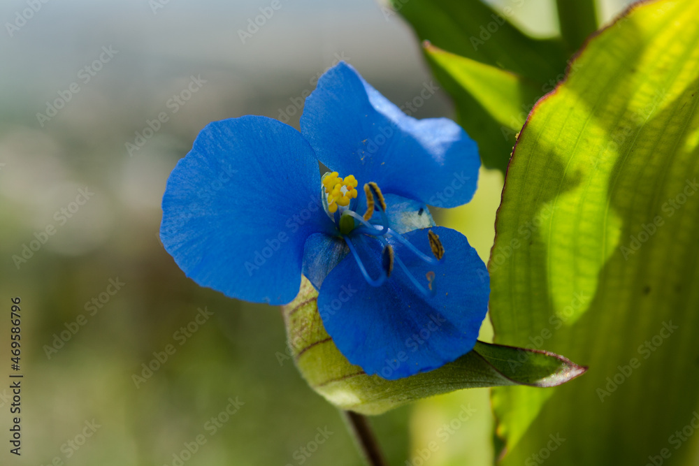 maleza de campo - flor de hierba del pollo planta medicinal Stock Photo ...