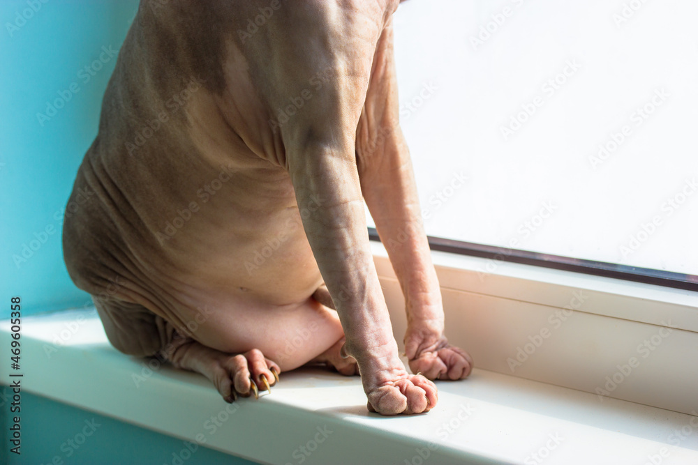 Fat Canadian Sphynx cat with a big belly and folds on its body sits on ...
