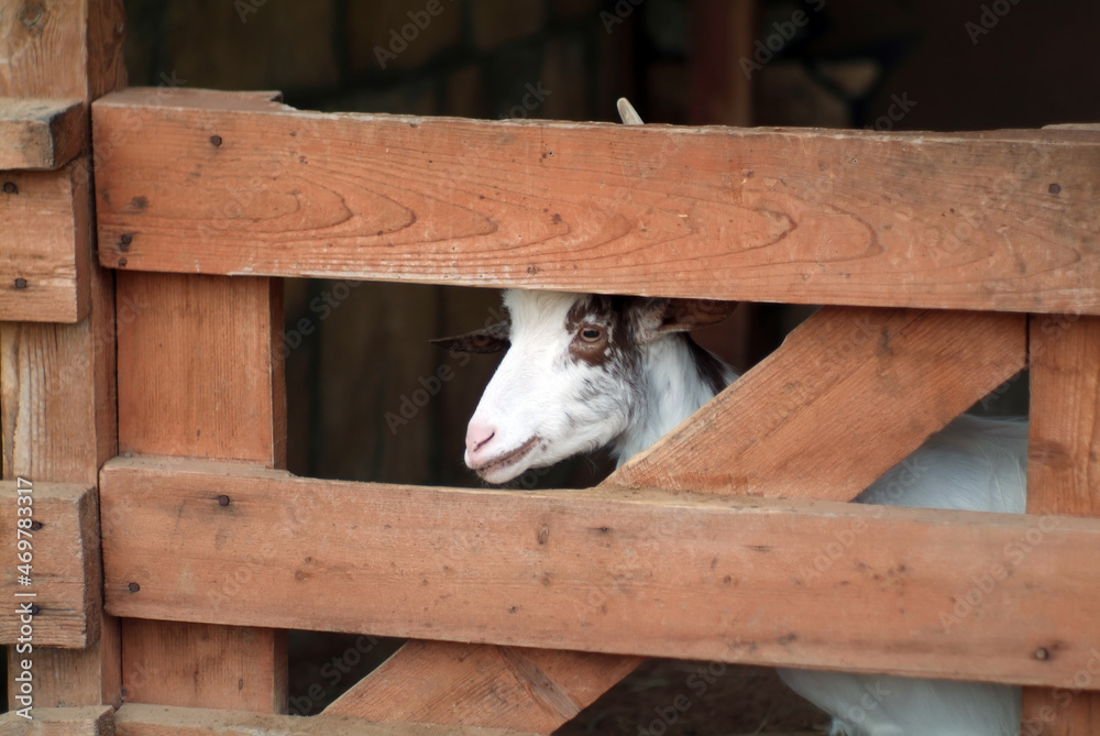 screw-legged goat in the zoo Stock Photo | Adobe Stock