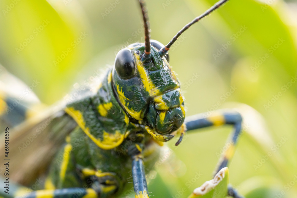 inseto macro gafanhoto brasileiro Stock Photo | Adobe Stock
