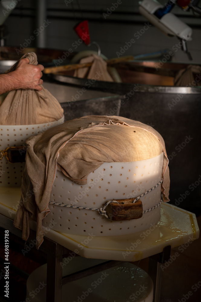 Process of making wheels of parmigiano-reggiano parmesan cheese on ...