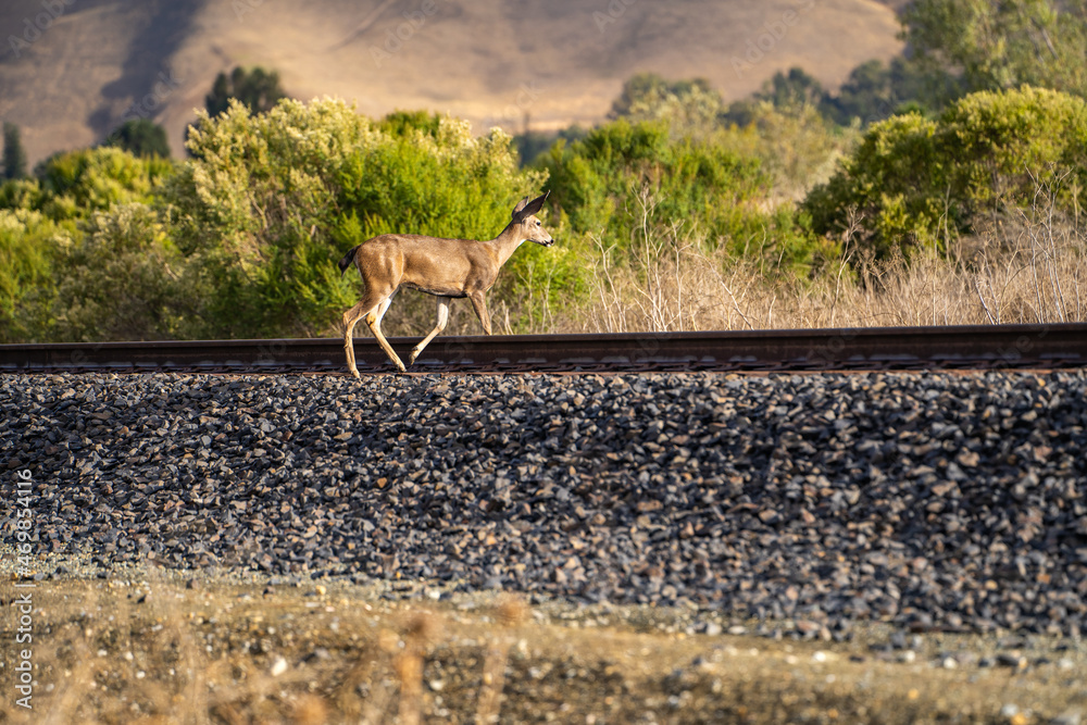 California Mule Deer (Odocoileus hemionus californicus) is crossing the ...