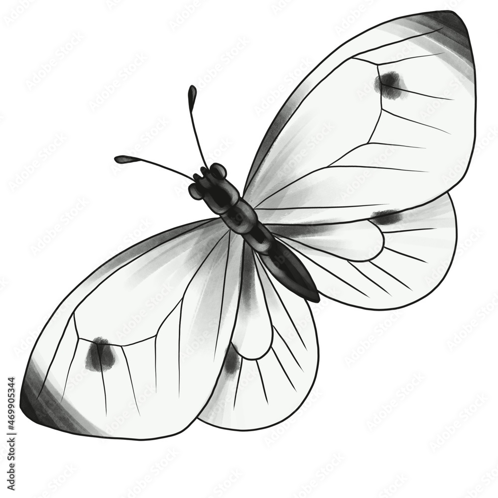 drawing cabbage white butterfly, Pieris brassicae isolated at white ...