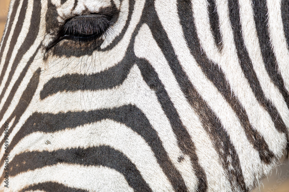 Zebra close up at Smoky Mountain Deer Farm and Exotic Petting Zoo ...