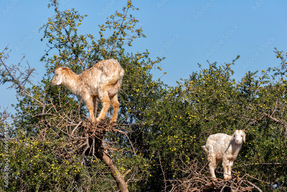 Tree climbing goats, the animals eat the fruits and leaves of the argan ...