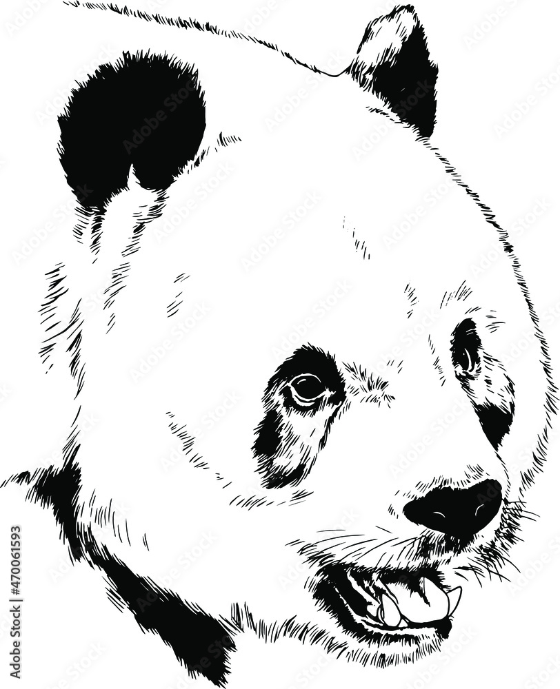 big cute panda, black and white, hand-drawn without background ...